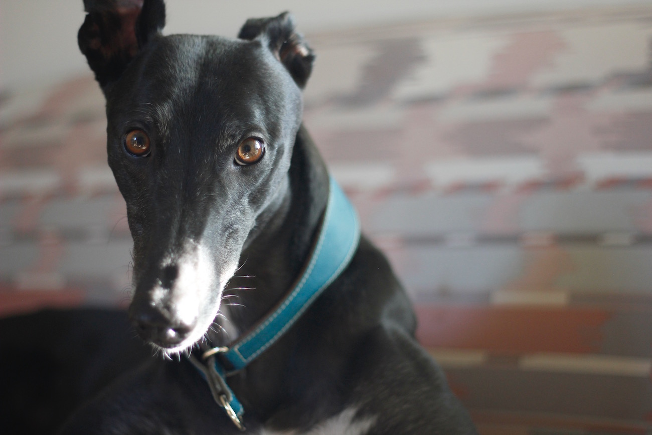 Renting? Think you can’t adopt a greyhound? Think again! | Greyhounds ...