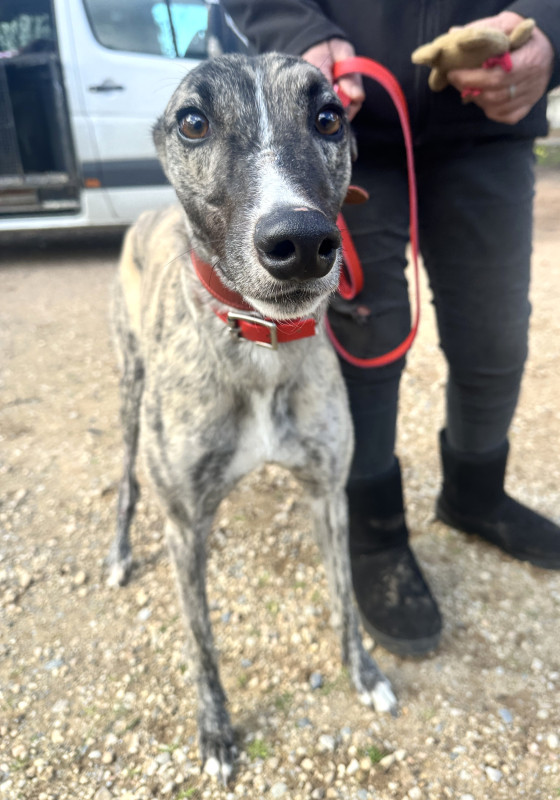 Tim | Greyhounds As Pets