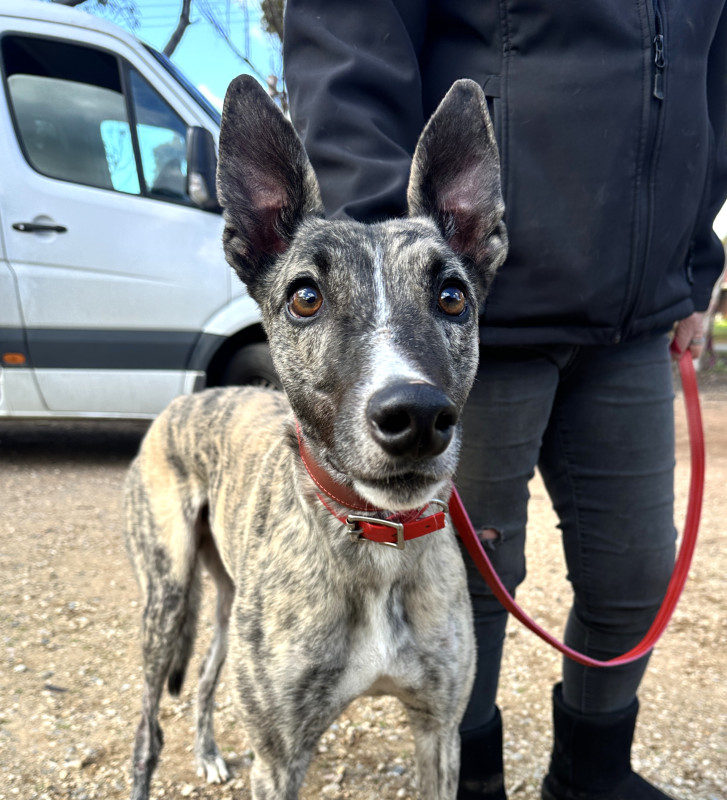 Tim | Greyhounds As Pets