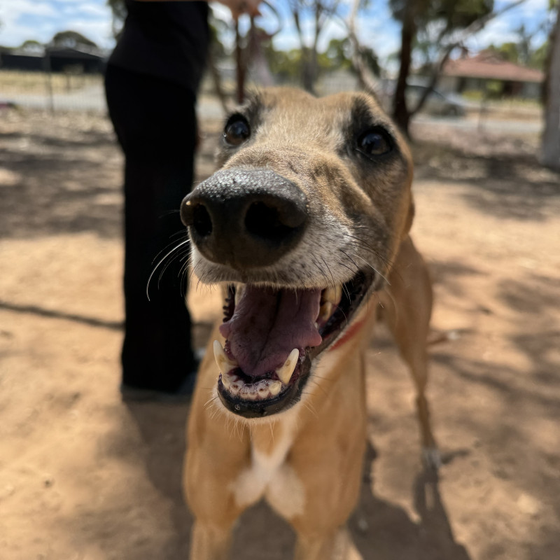 Merv | Greyhounds As Pets