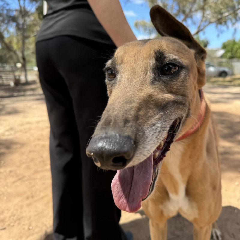 Merv | Greyhounds As Pets