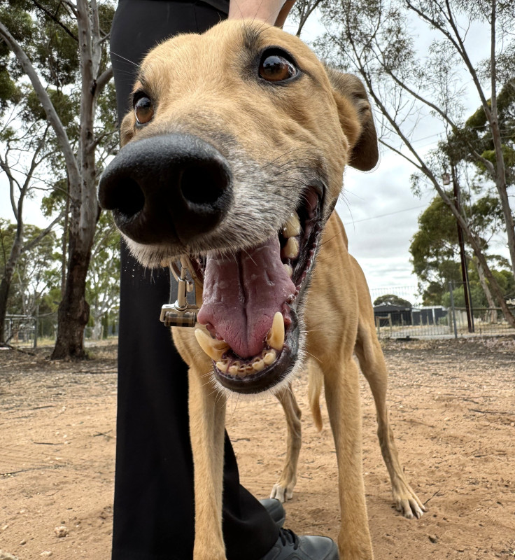 Woody | Greyhounds As Pets