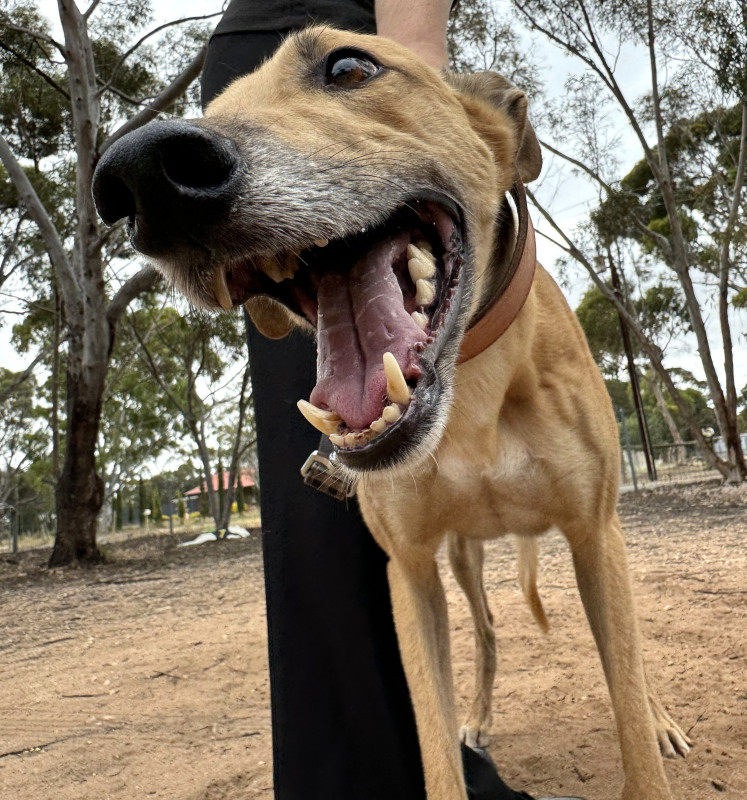 Woody | Greyhounds As Pets