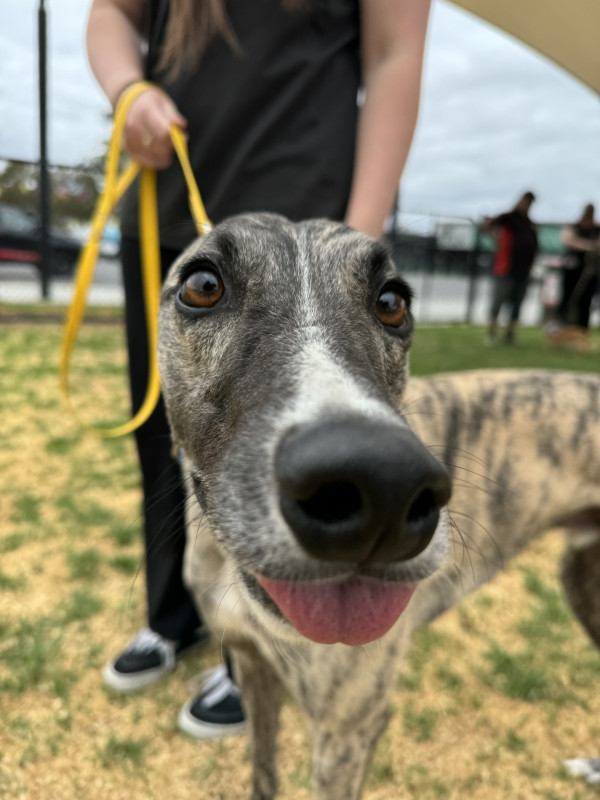 Tim | Greyhounds As Pets