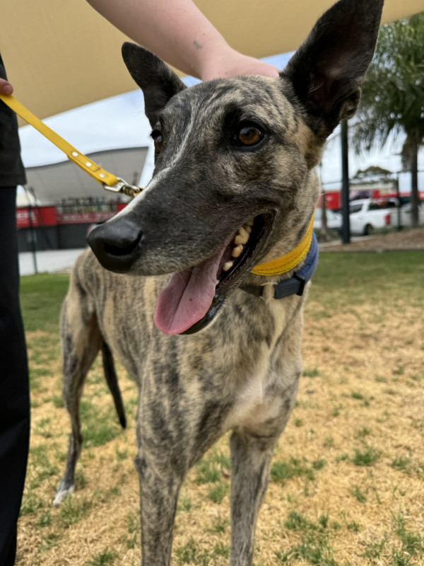 Tim | Greyhounds As Pets