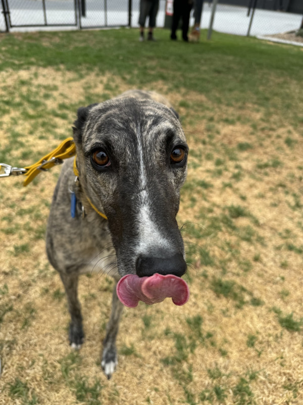 Tim | Greyhounds As Pets