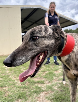 Greyhound Adoption Programs | Greyhounds As Pets