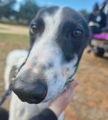 Prison Foster Program | Greyhounds As Pets