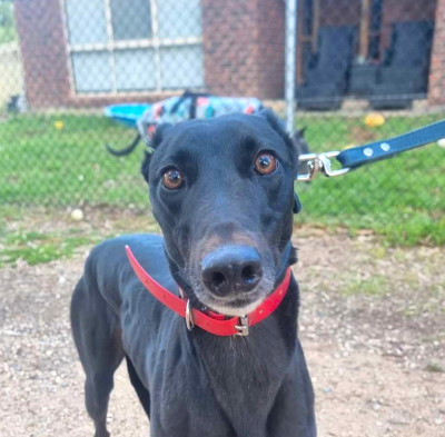 Prison Foster Program | Greyhounds As Pets