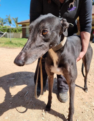Greyhounds for Adoption | Greyhounds As Pets