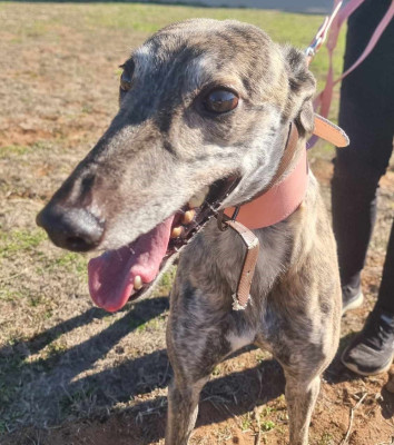 Prison Foster Program | Greyhounds As Pets