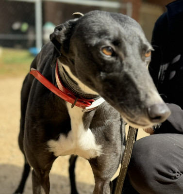 Greyhound Adoption Programs | Greyhounds As Pets