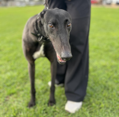 Greyhounds for Foster | Greyhounds As Pets