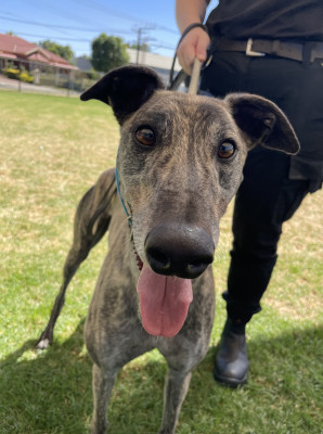 Prison Foster Program | Greyhounds As Pets