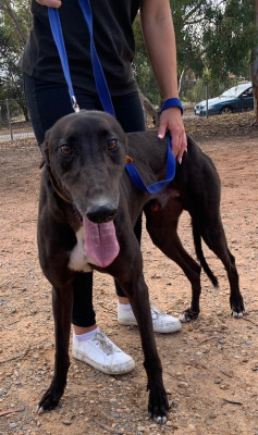 Greyhound Adoption Programs | Greyhounds As Pets