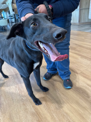 Greyhound Adoption Programs | Greyhounds As Pets