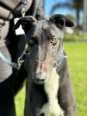 Greyhounds for Foster | Greyhounds As Pets