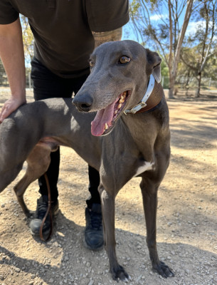 Greyhounds for Adoption | Greyhounds As Pets