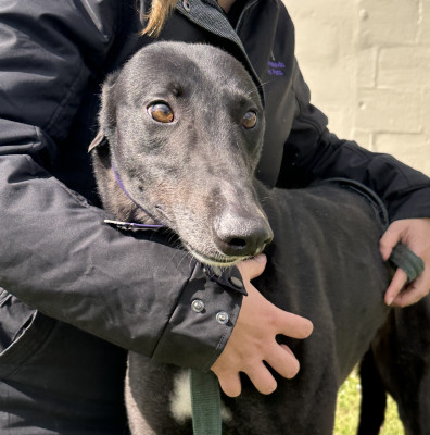 Greyhounds for Foster | Greyhounds As Pets