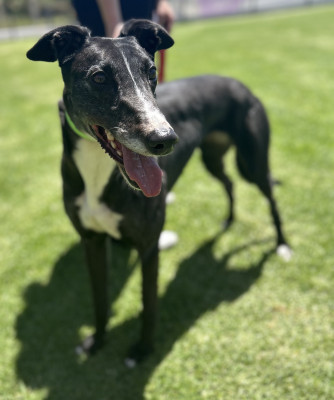 Greyhound Adoption Programs | Greyhounds As Pets