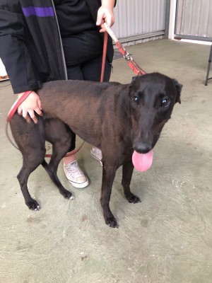 Prison Foster Program | Greyhounds As Pets