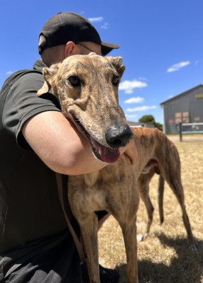 Greyhounds for Foster | Greyhounds As Pets