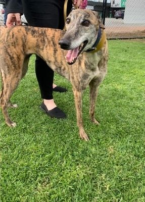 Foster A Dog | Foster A Greyhound | Greyhounds As Pets