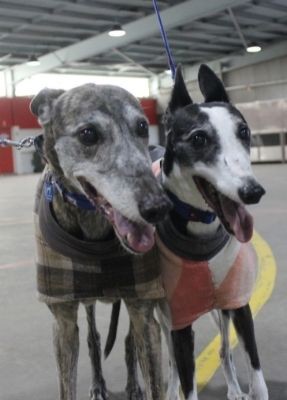 Dog Adoption Adelaide, SA | Adopt A Greyhound | Greyhounds As Pets