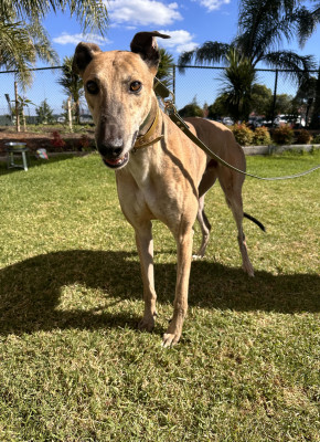 Greyhounds for Adoption | Greyhounds As Pets