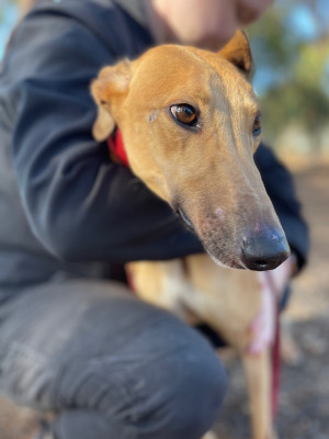 Greyhounds for Foster | Greyhounds As Pets