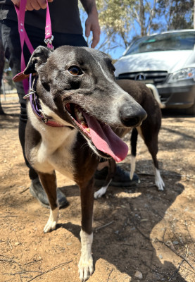 Greyhounds for Foster | Greyhounds As Pets