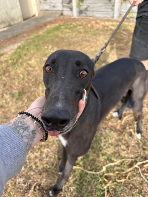 Greyhounds for Foster | Greyhounds As Pets