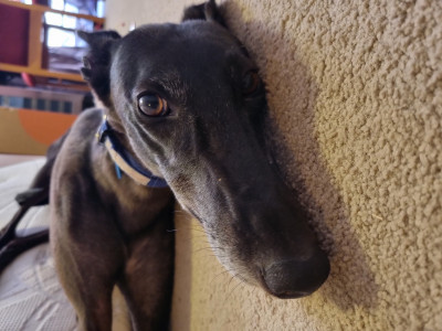 Prison Foster Program | Greyhounds As Pets