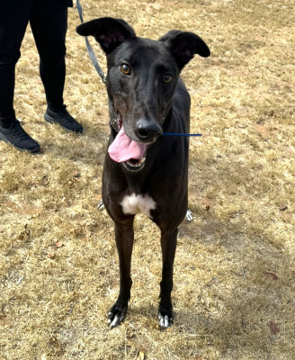 Greyhounds for Adoption | Greyhounds As Pets