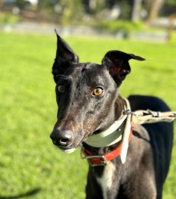 Prison Foster Program | Greyhounds As Pets