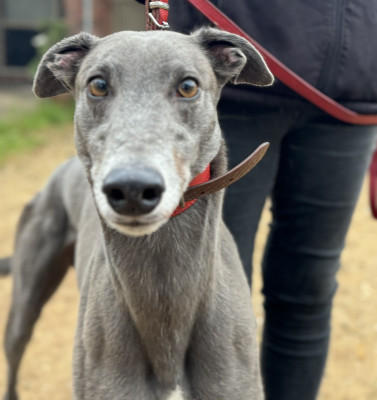 Greyhounds for Foster | Greyhounds As Pets