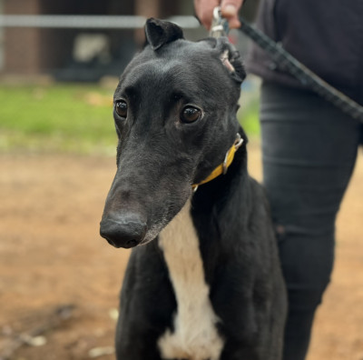 Greyhound Adoption Programs | Greyhounds As Pets