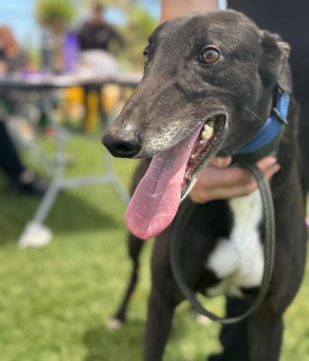 Greyhounds for Adoption | Greyhounds As Pets