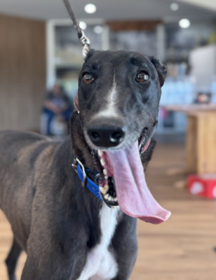 Greyhounds for Adoption | Greyhounds As Pets