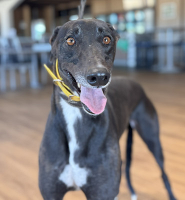 Greyhounds for Adoption | Greyhounds As Pets
