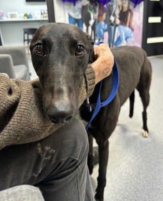 Prison Foster Program | Greyhounds As Pets