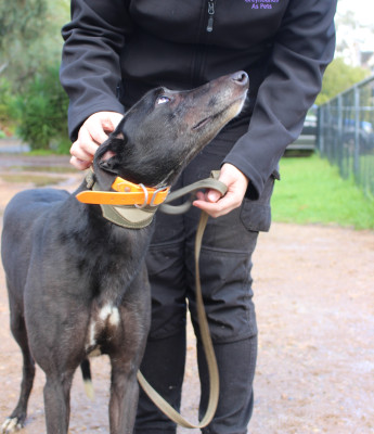 Greyhound Adoption Programs | Greyhounds As Pets