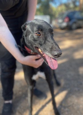 Greyhounds for Adoption | Greyhounds As Pets