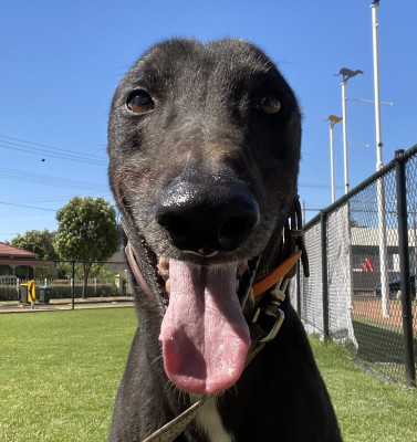 Greyhounds for Foster | Greyhounds As Pets