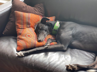 Greyhound Adoption Programs | Greyhounds As Pets