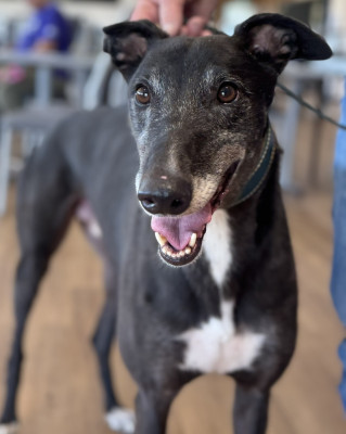 Greyhounds for Adoption | Greyhounds As Pets