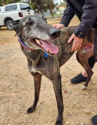 Prison Foster Program | Greyhounds As Pets