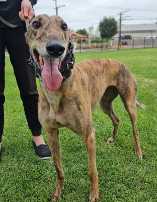 Greyhounds for Adoption | Greyhounds As Pets