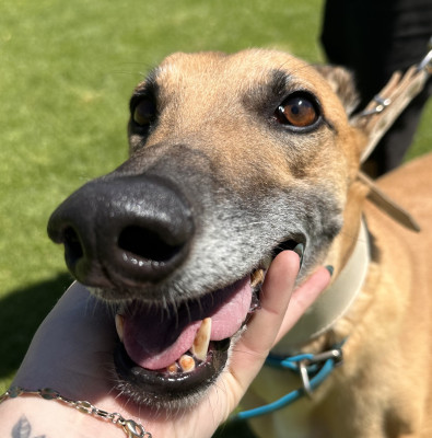 Greyhounds for Foster | Greyhounds As Pets