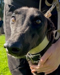 Prison Foster Program | Greyhounds As Pets